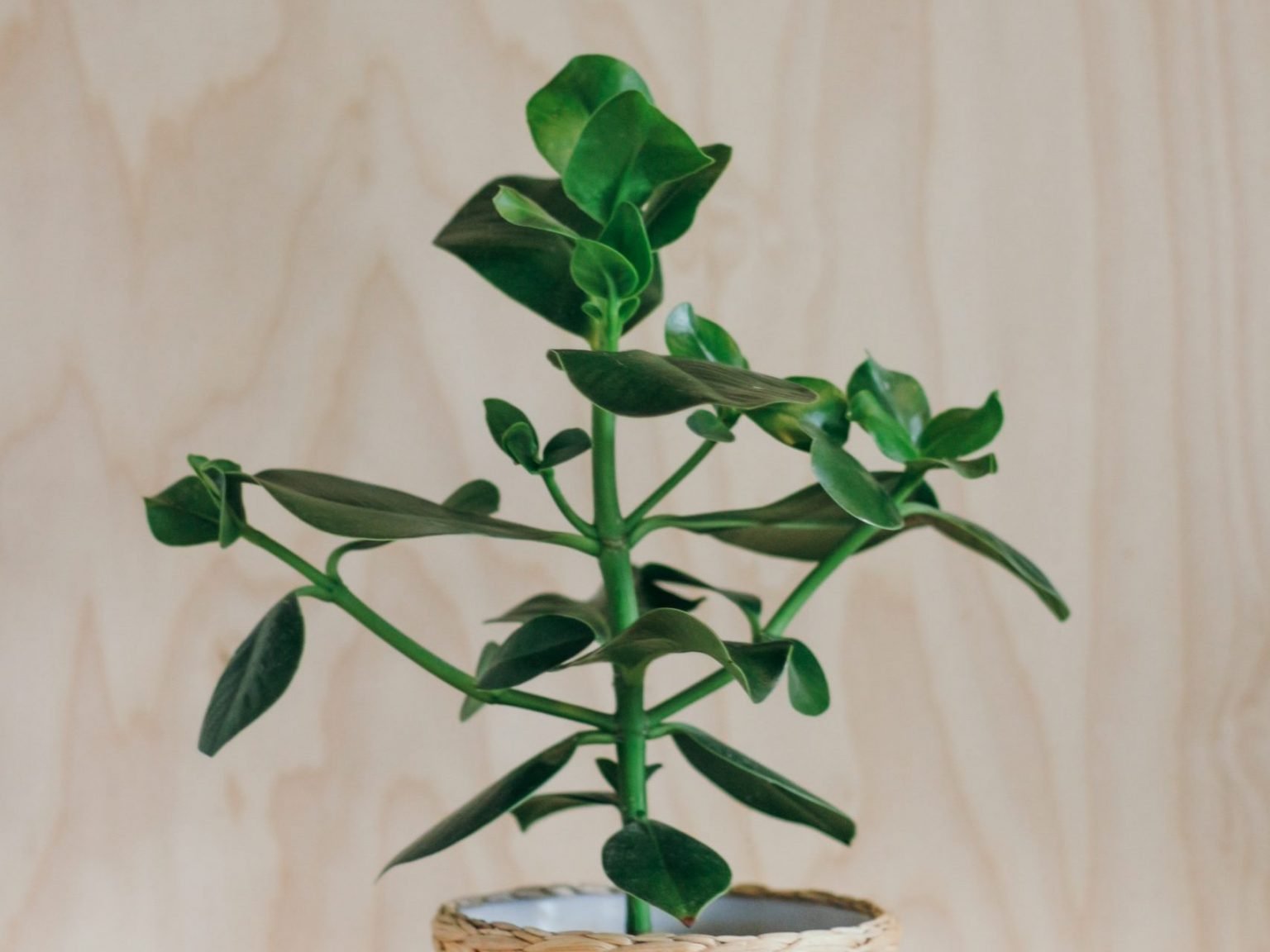 The Ultimate Autograph Tree Care Guide | Fiddle & Thorn