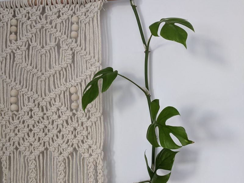 Mini Monstera Care Guide: How to keep your Rhaphidophora tetrasperma ...