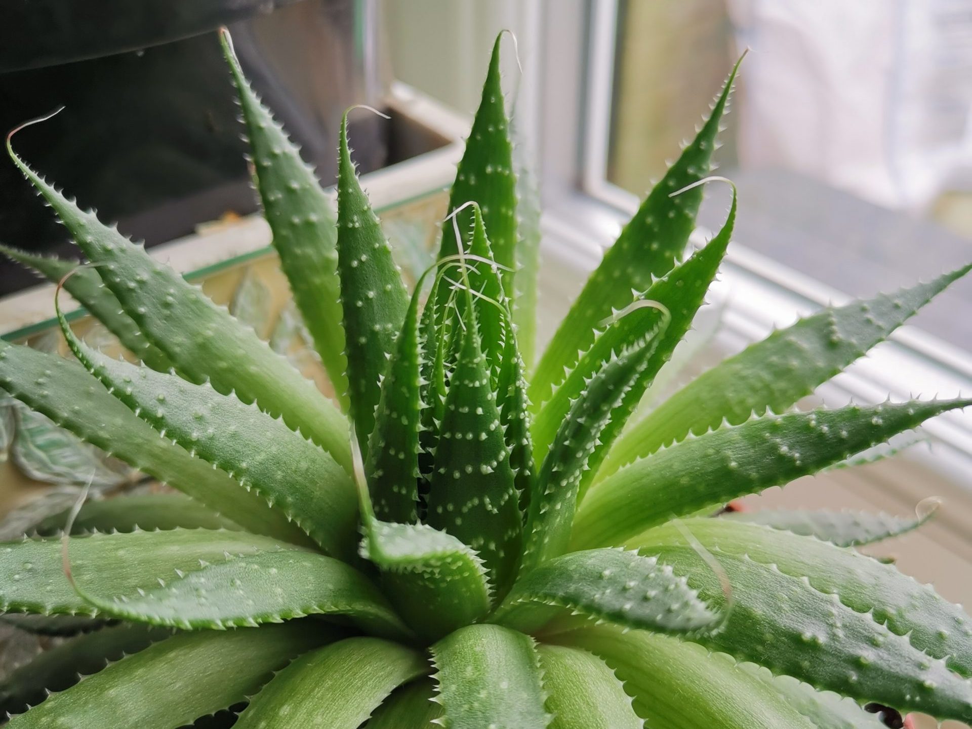 How To Propagate An Aloe Vera Step By Step Methods Fiddle And Thorn
