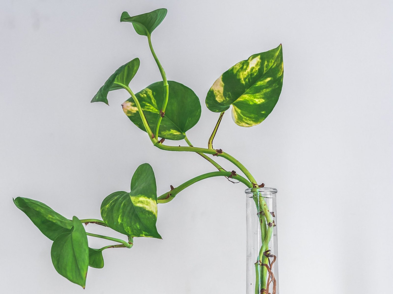 Devil's Ivy Care Guide: How to Grow a Pothos | Fiddle & Thorn