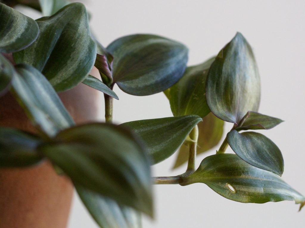 How to Care for an Inch Plant (Spiderwort) | Fiddle & Thorn