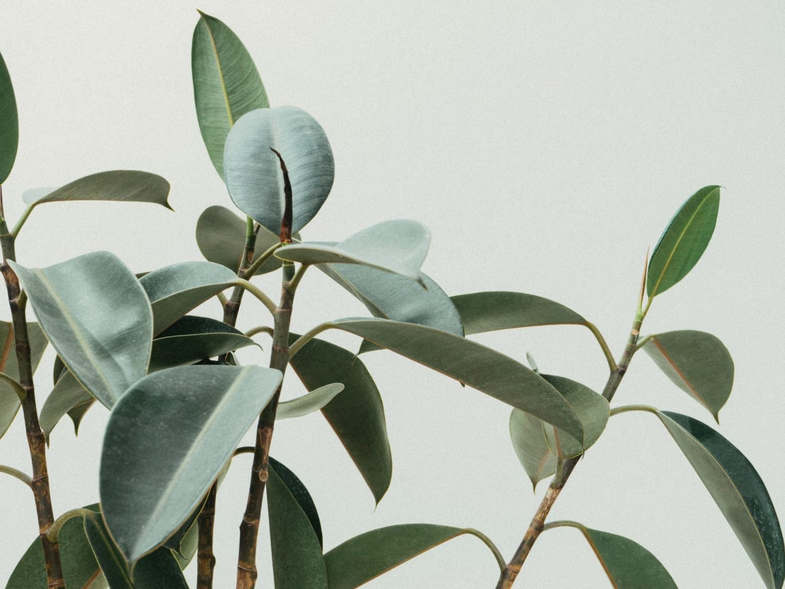 Rubber Plant Care Guide: How to Keep Your Ficus Elastica Healthy ...